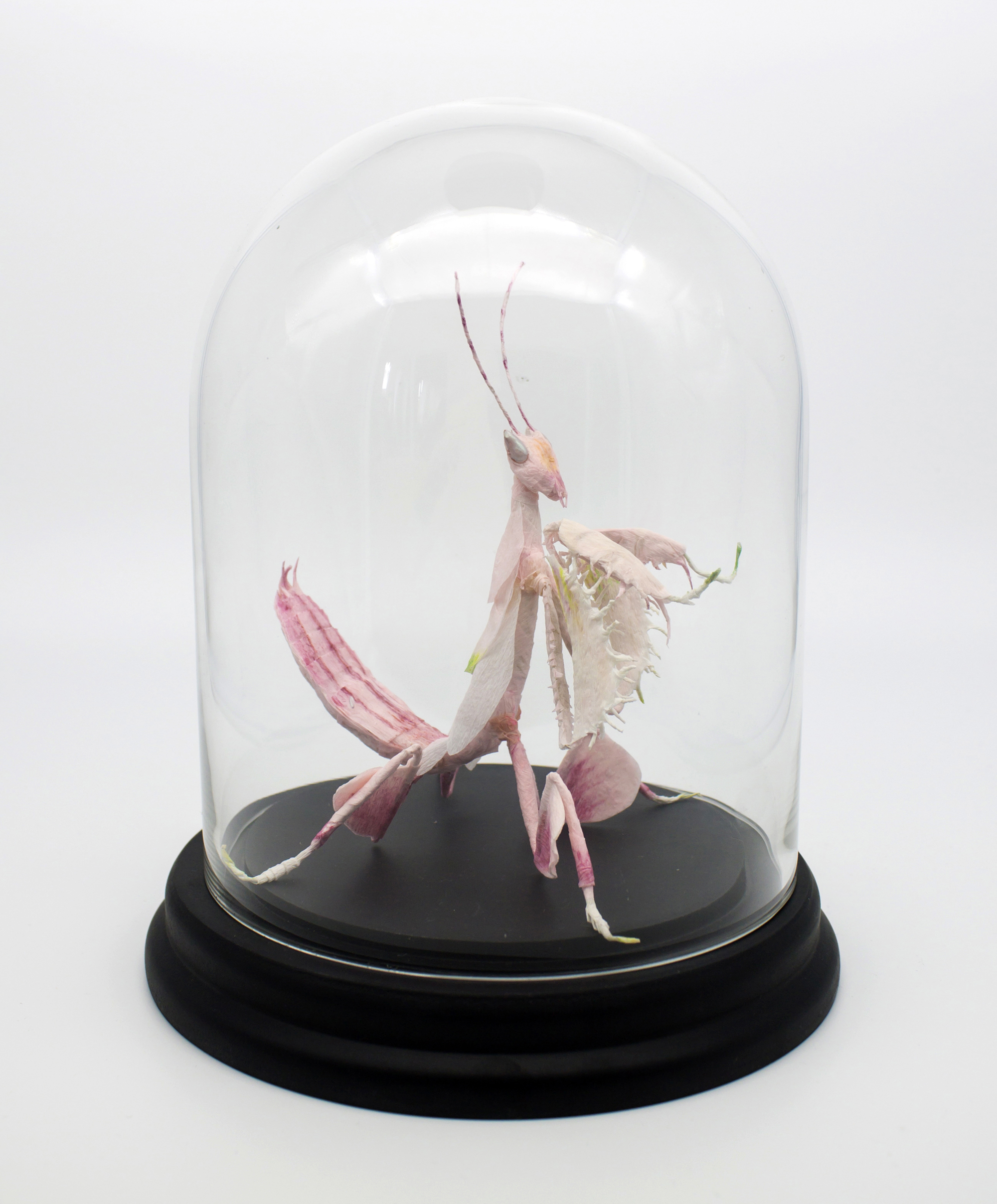 Paper Insects - faltmanufaktur-Tina Kraus