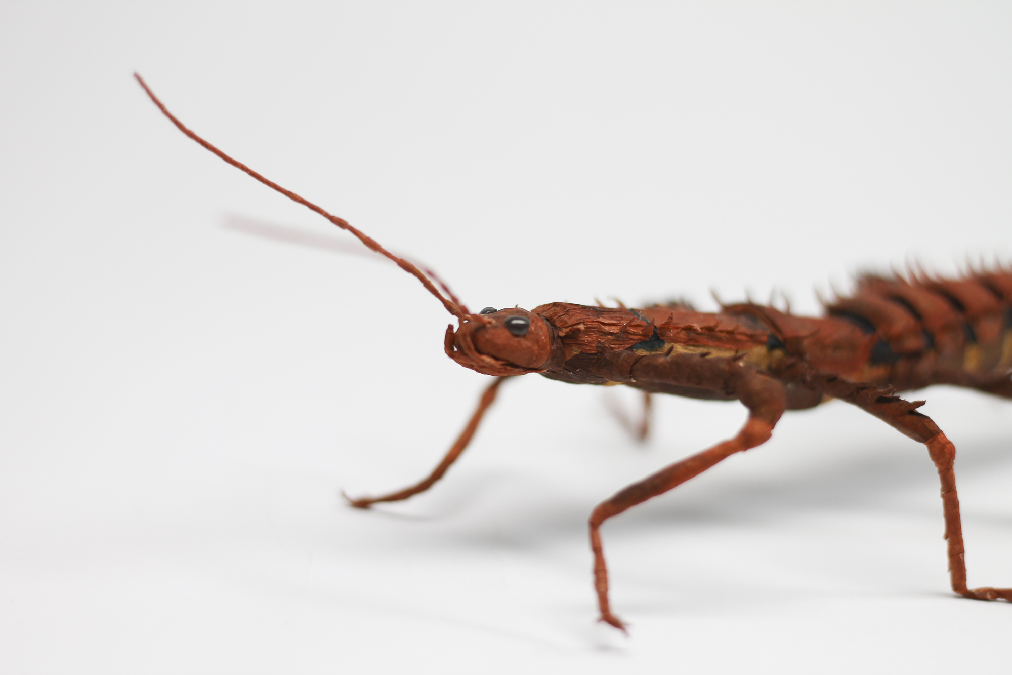 Paper Insects - faltmanufaktur-Tina Kraus