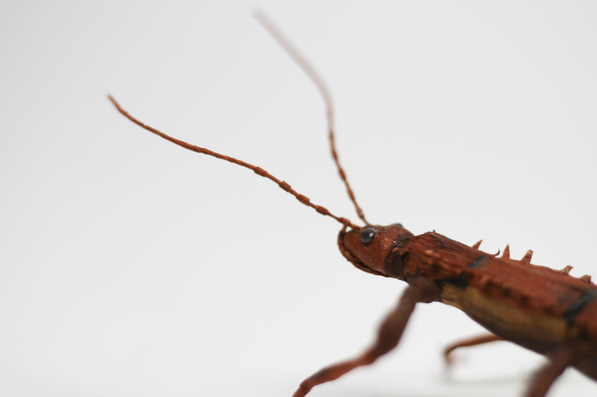 Paper Insects - faltmanufaktur-Tina Kraus