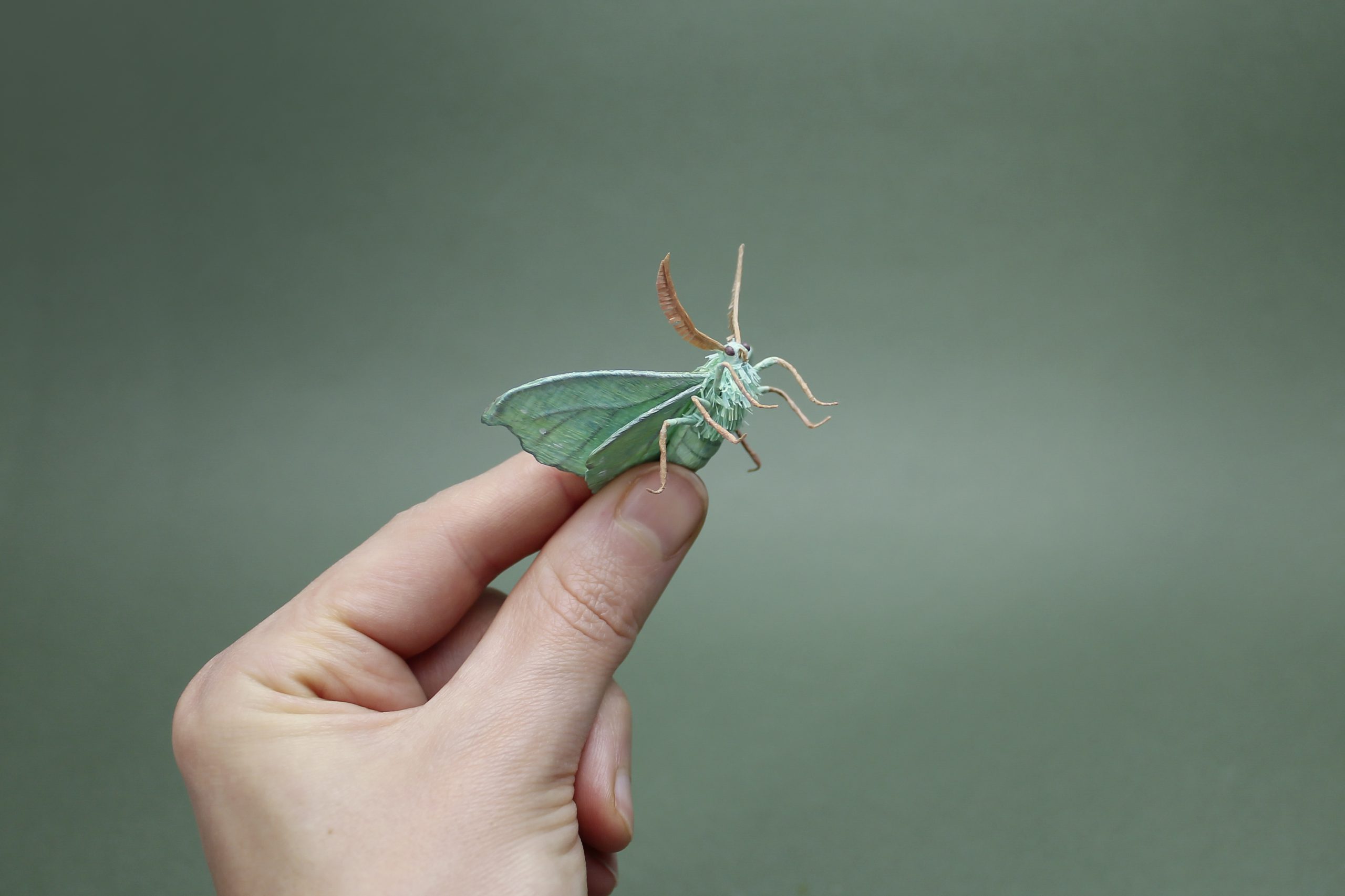 Paper Moth: Emerald Moth - faltmanufaktur-Tina Kraus Paper Insects