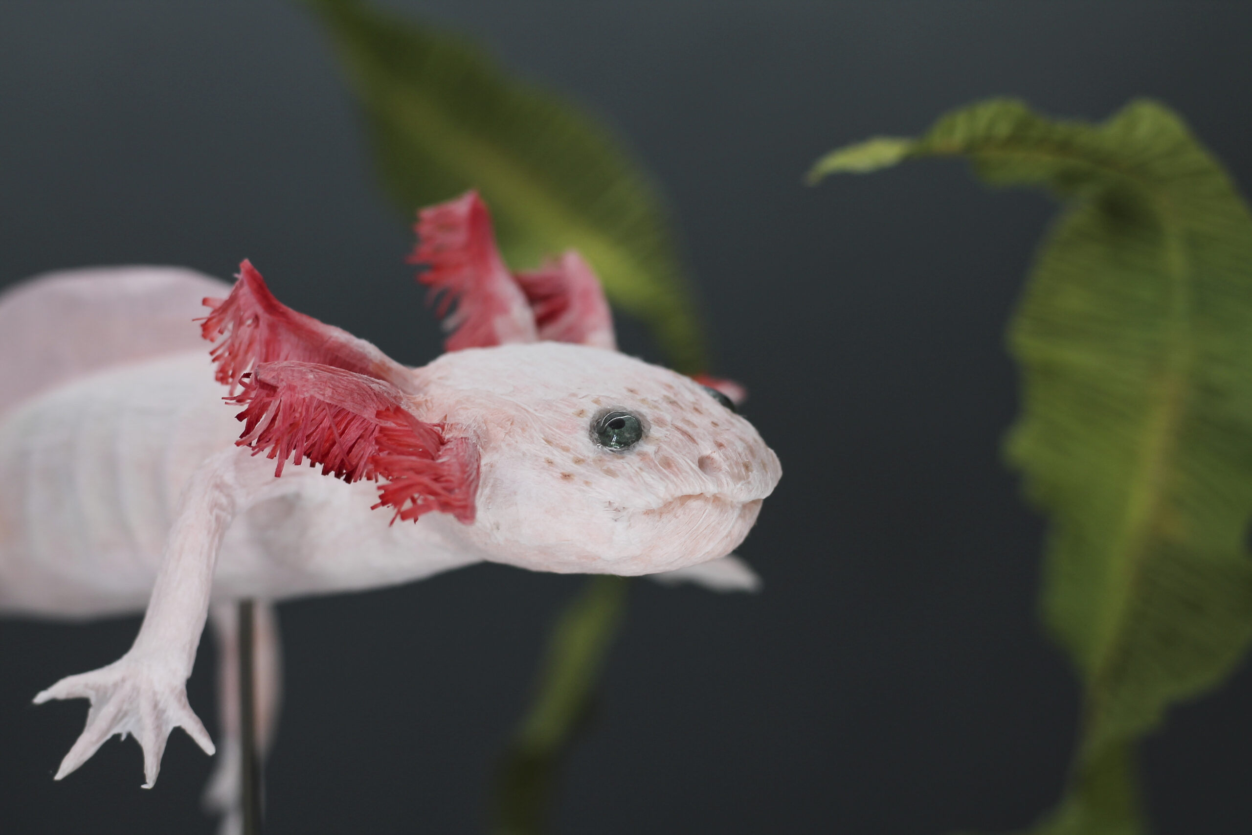 Paper Axolotl - faltmanufaktur-Tina Kraus