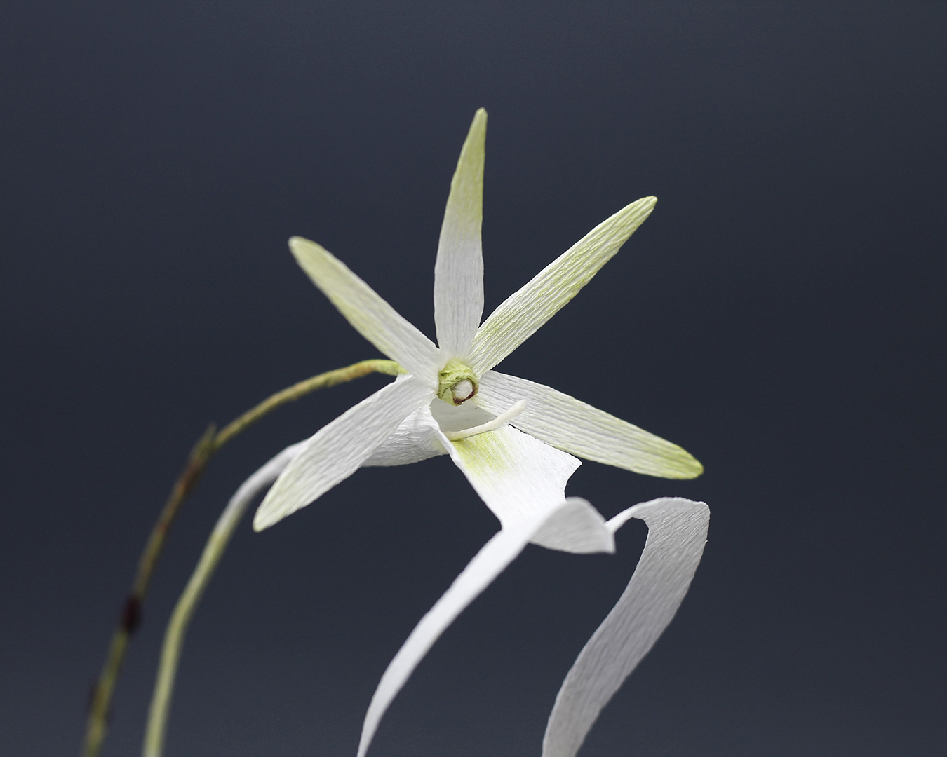 Ghost Orchid - faltmanufaktur-Tina Kraus Paper Flora