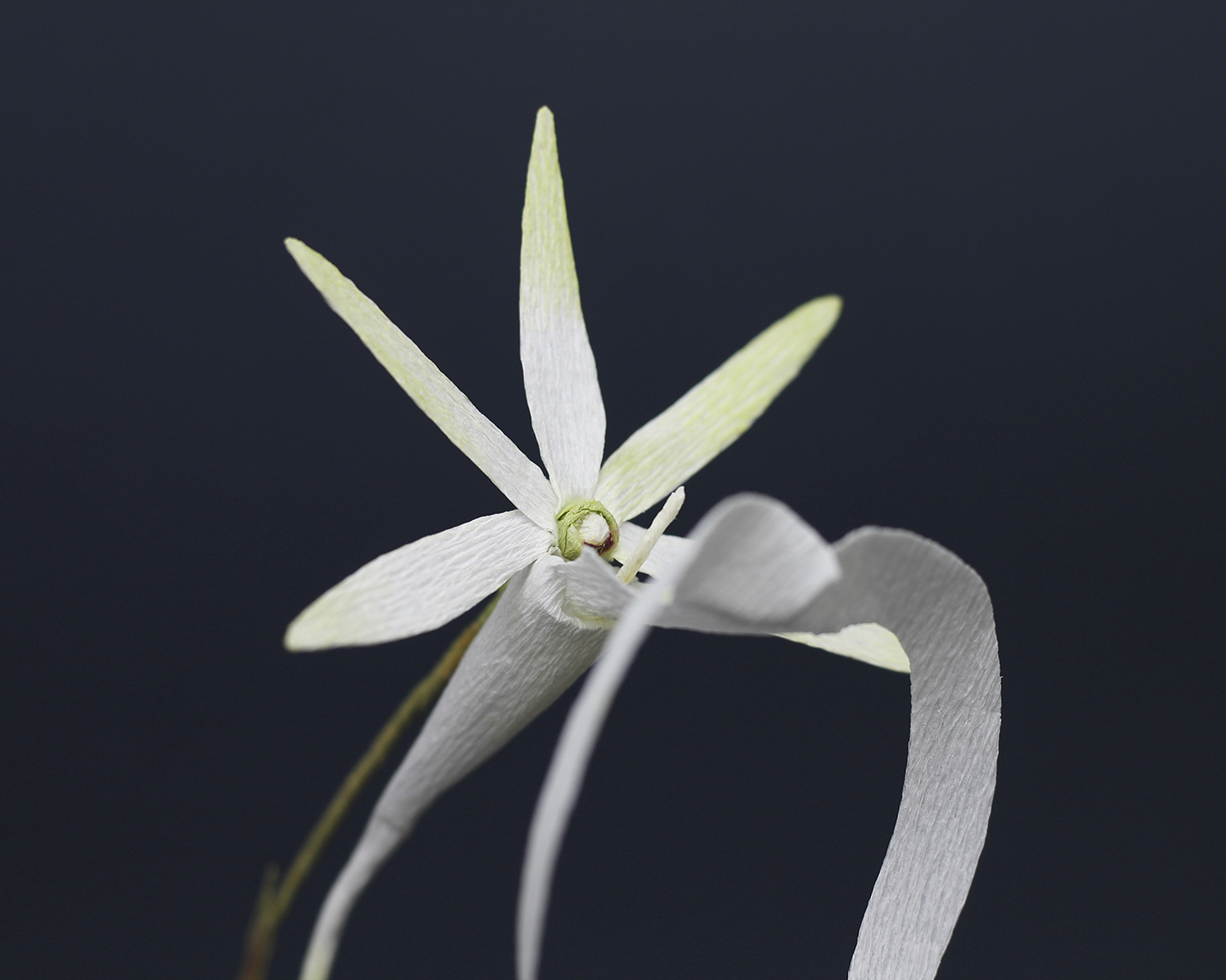 Ghost Orchid - faltmanufaktur-Tina Kraus Paper Flora