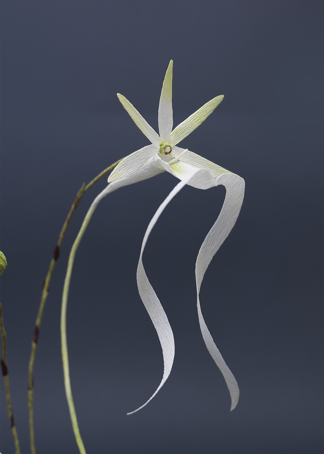 Ghost Orchid - faltmanufaktur-Tina Kraus Paper Flora