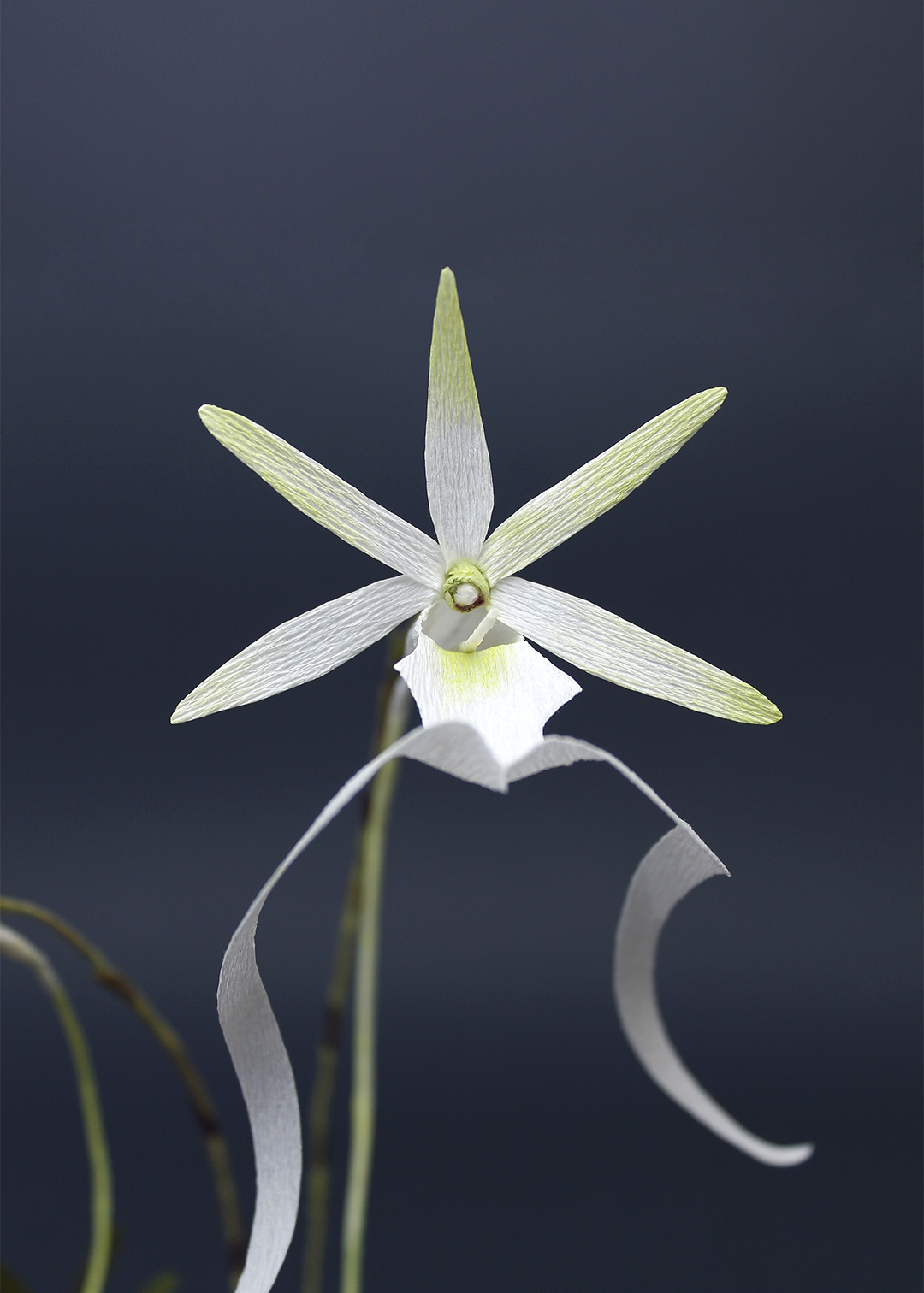 Ghost Orchid - faltmanufaktur-Tina Kraus Paper Flora